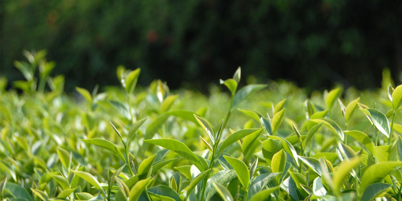 Forever Spring - Taiwan Oolong Tea – Formosan Farms