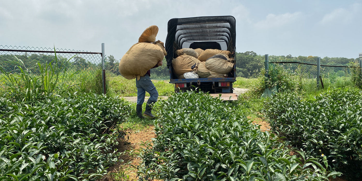 Beauty of Hakka Aboriginal Tradition – Formosan Farms
